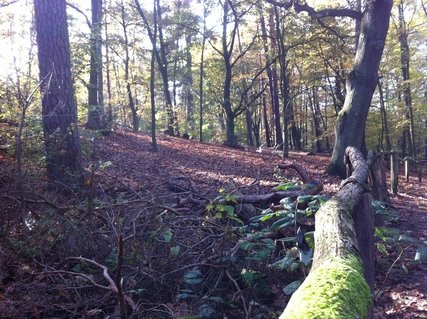 11 great tips for forest & nature experiences in Berlin | visitBerlin.de