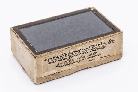 Objekt des Monats: Traubenkerne (ca. 3000 v. Chr.) | visitBerlin.de