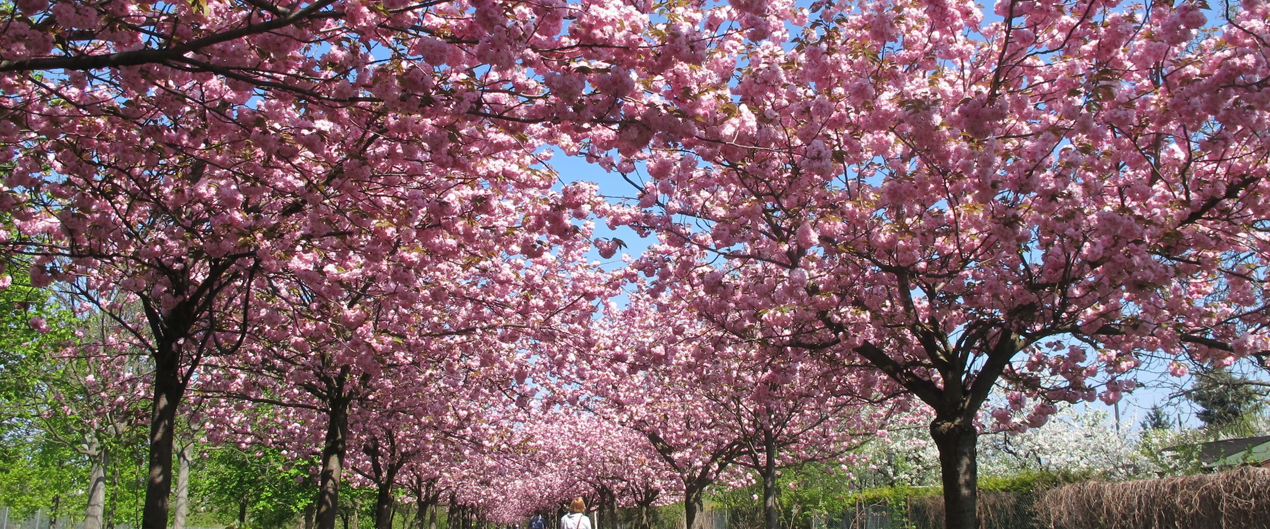 Top 11 places for spring in Berlin | visitBerlin.de